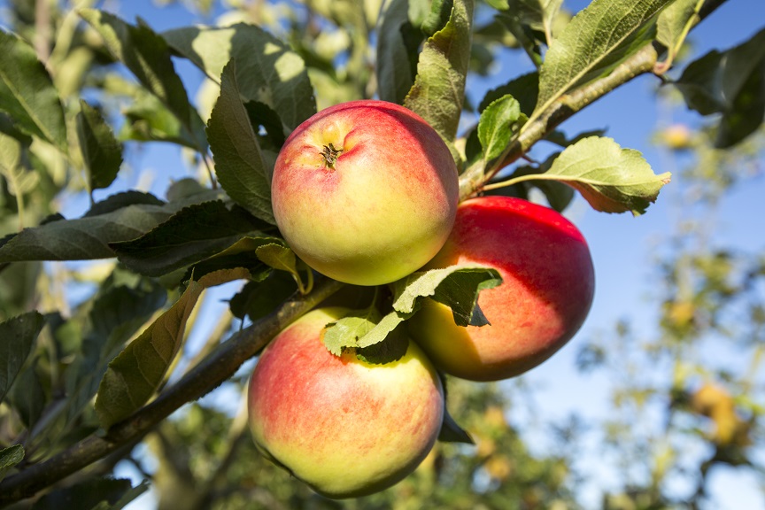 KNIP sadnice - Agro TV