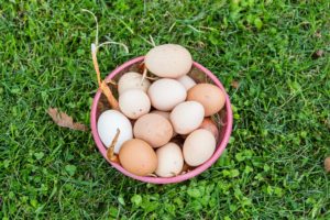 Organska jaja - zdravo i profitabilno - Agro TV