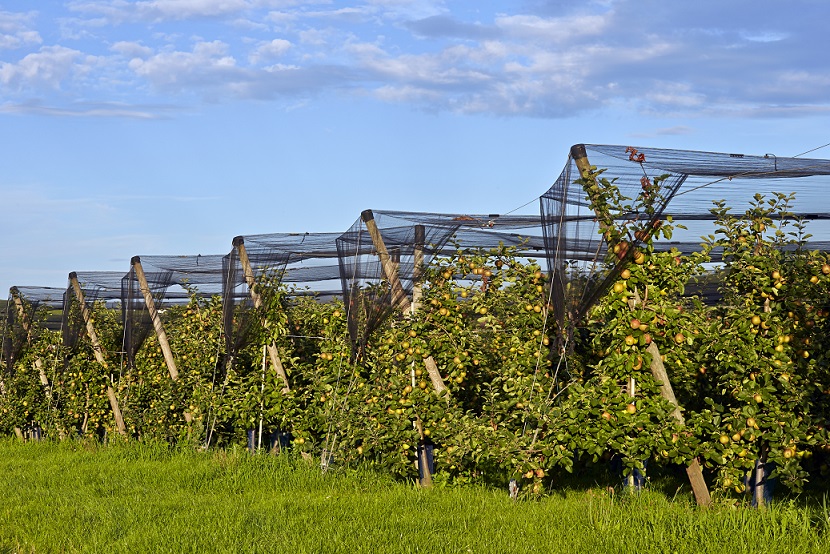 KNIP sadnice - Agro TV