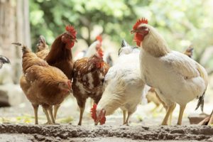 Organska jaja - zdravo i profitabilno - Agro TV