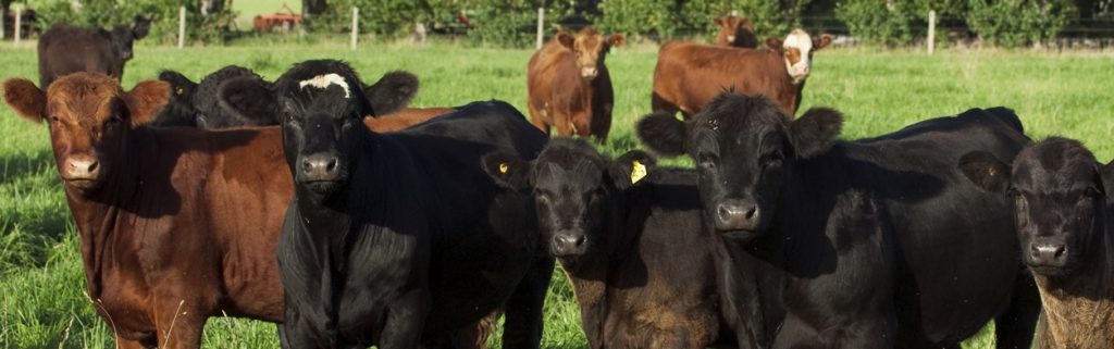 Goveda rase Angus - Agro TV