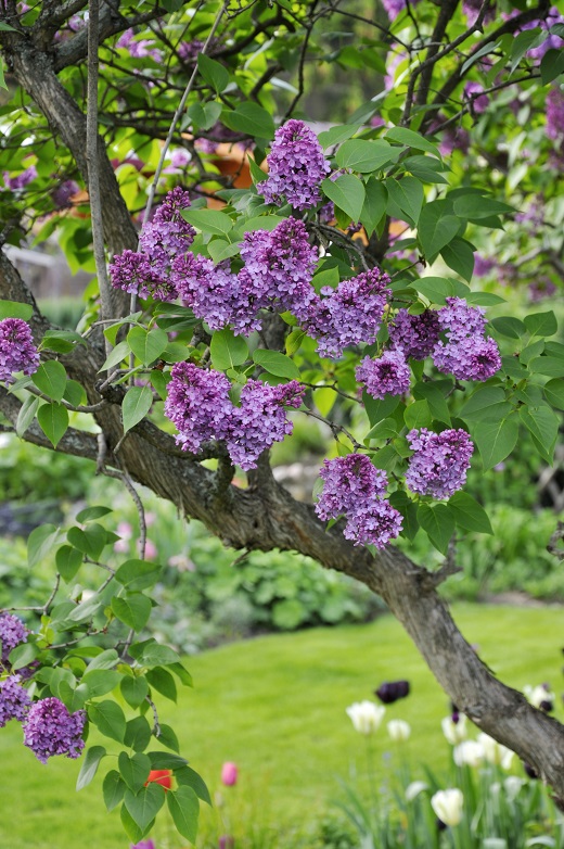 Kad zamirišu jorgovani - Agro TV