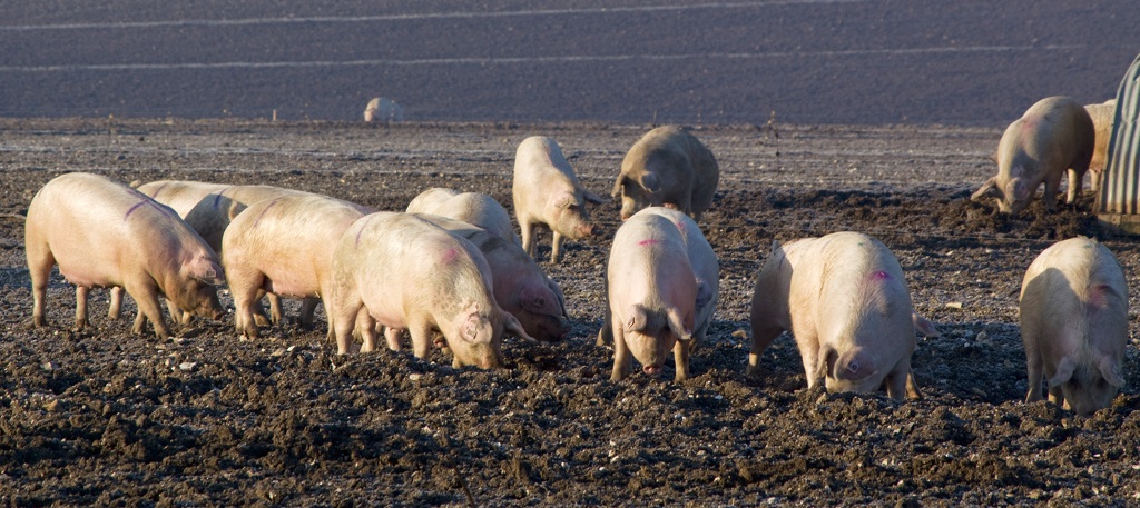 Važnosti preventive u uzgoju svinja - Agro TV