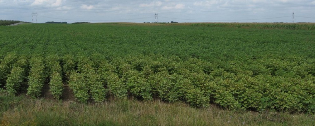 Moguća pojava grinja u usevima soje - Agro TV