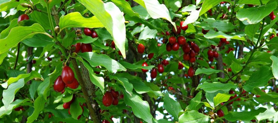 Ne kaže se džabe – ’Zdrav k’o dren’ - Agro TV