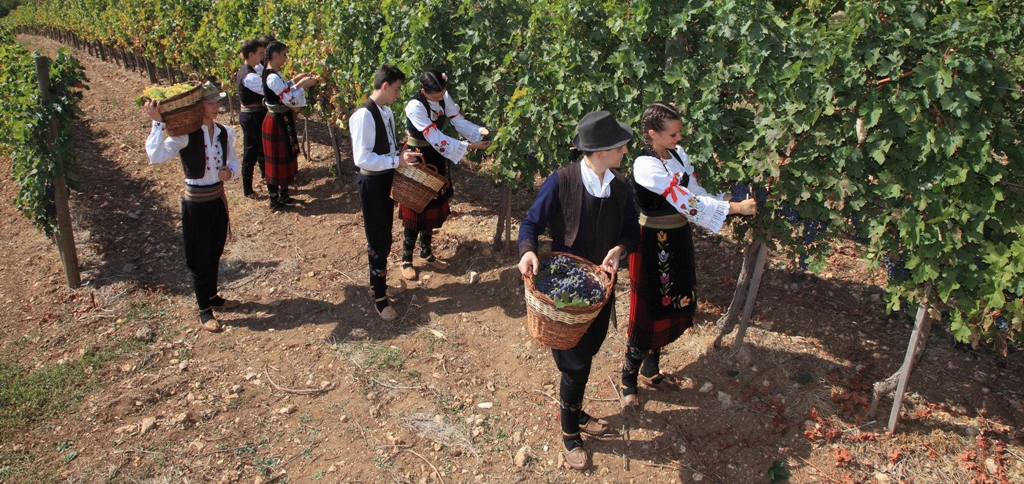 PIK Oplenac razvija vinski turizam - Agro TV