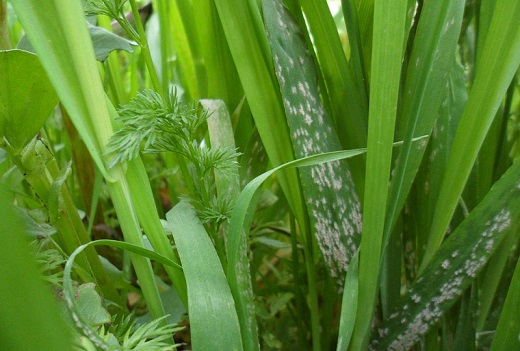 Pepelnica – Blumeria graminis - Agro TV