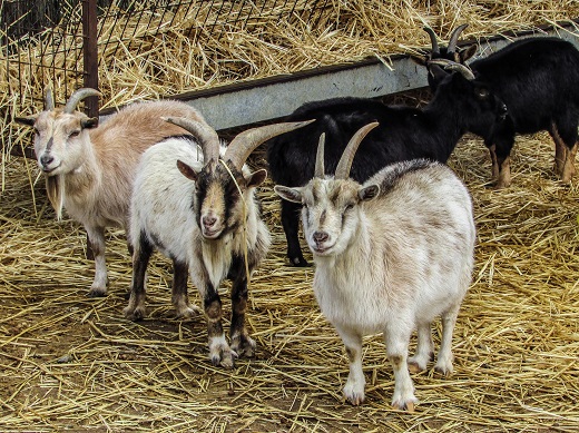 Ponašanje koza u stadu - Agro TV