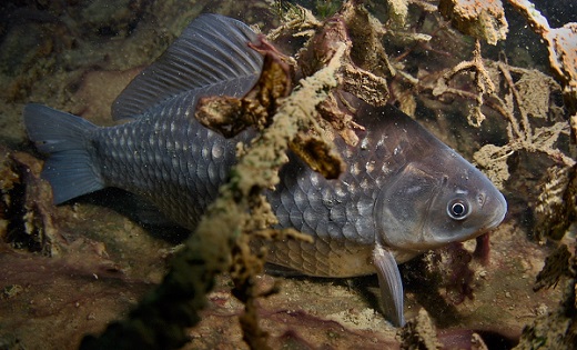 Babuška – riba koja je osvojila naše reke - Agro TV
