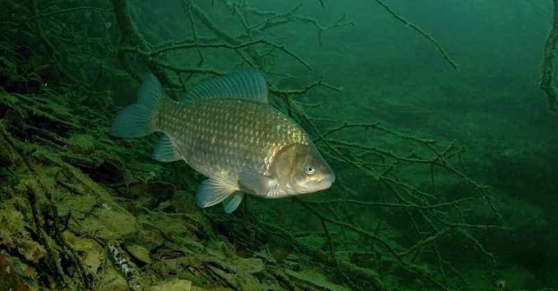 Babuška – riba koja je osvojila naše reke - Agro TV