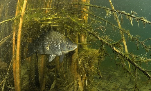 Babuška – riba koja je osvojila naše reke - Agro TV