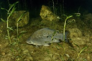 Babuška – riba koja je osvojila naše reke - Agro TV