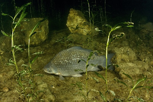 Babuška – riba koja je osvojila naše reke - Agro TV