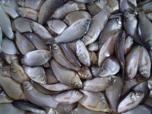 Babuška – riba koja je osvojila naše reke - Agro TV