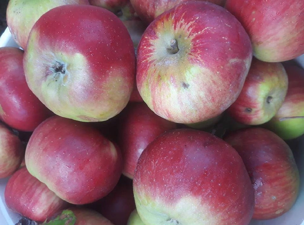 Budimka – dragocena stara sorta - Agro TV