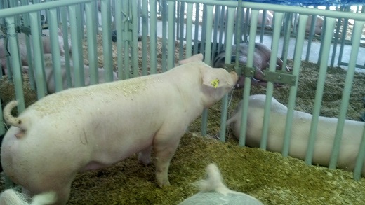 Danski landras - Agro TV