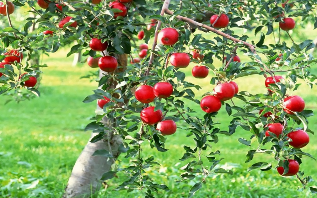 Sadni materijal i sortiment u organskoj proizvodnji jabuke - Agro TV
