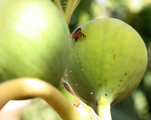 Mediteranska voćna muva - Agro TV