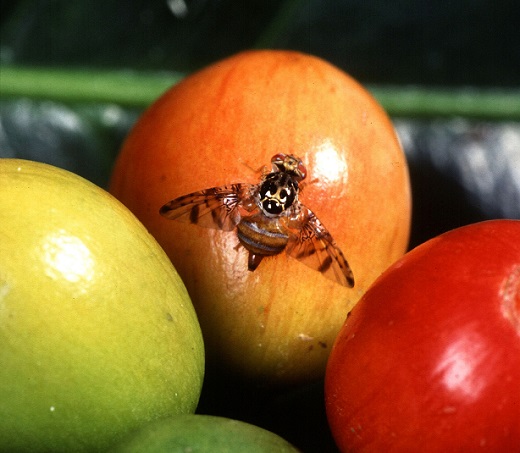 Mediteranska voćna muva - Agro TV