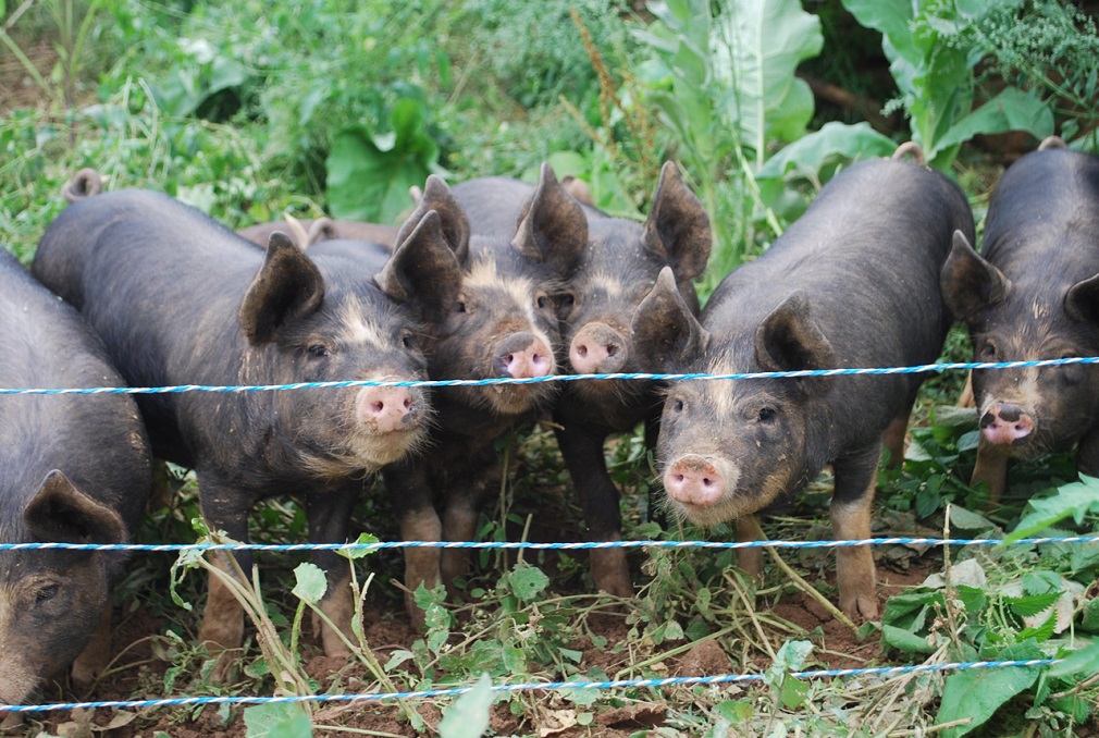 Berkšir – rasa svinja čiji je opstanak ugrožen - Agro TV