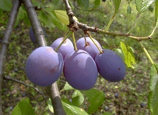 Pozna plava – šljiva odličnih organoleptičkih osobina - Agro TV