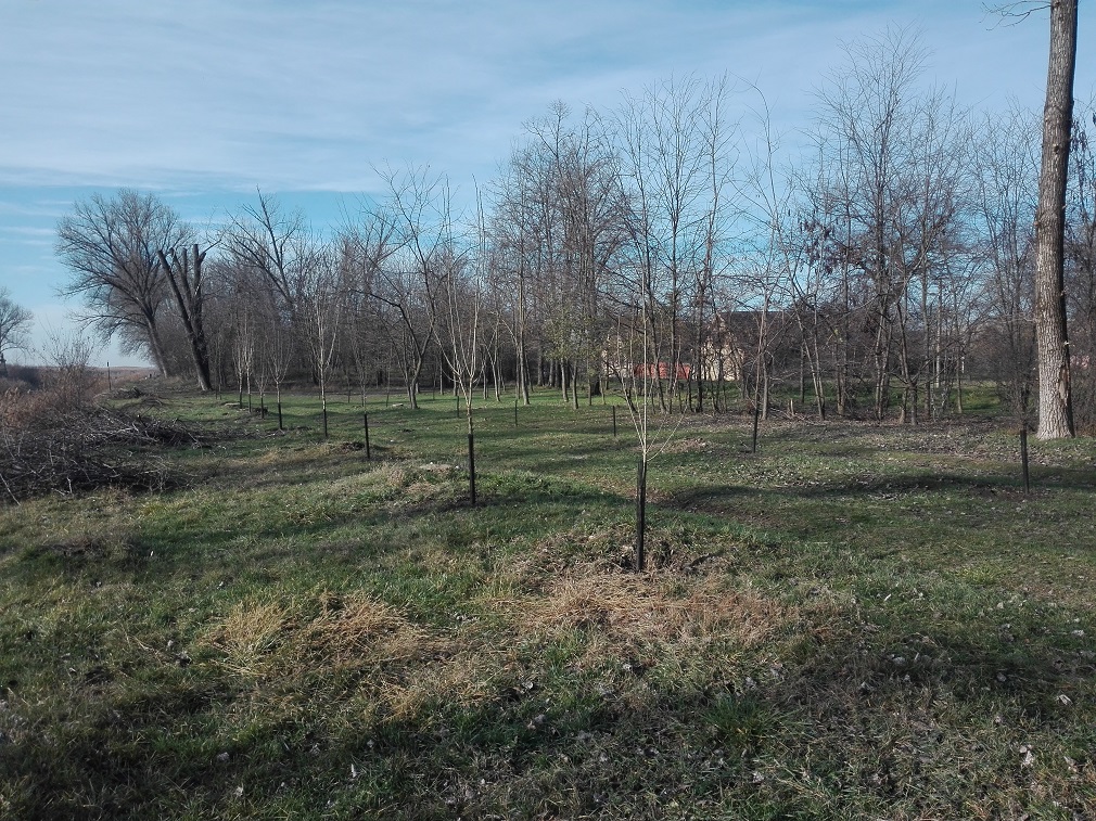 Zasađeno 200 sadnica na Hidročvoru Mali Stapar - Agro TV