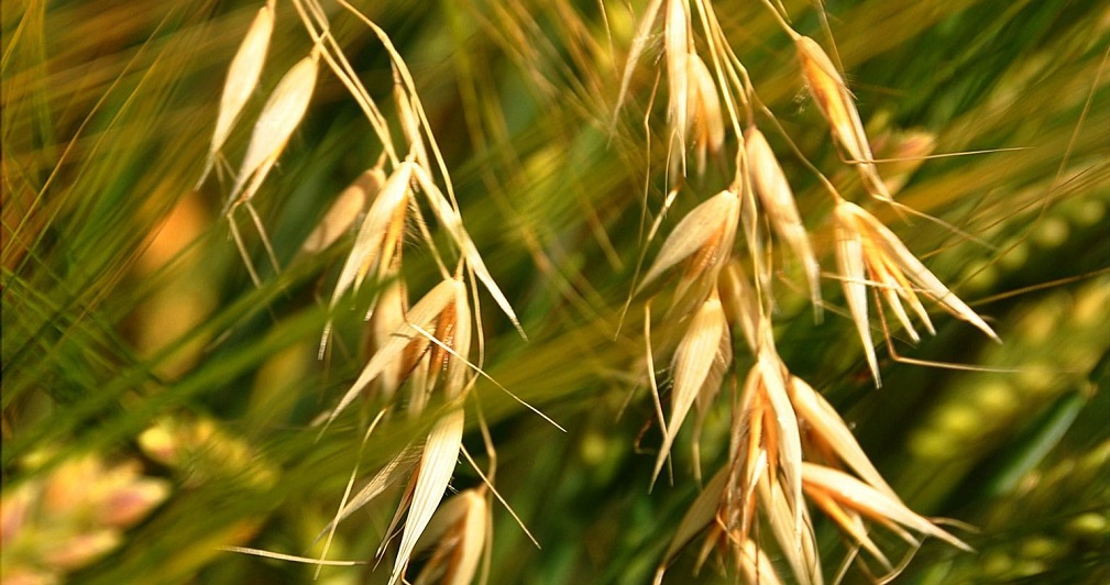 Divlji ovas - sve češći korov na našim oranicama - Agro TV