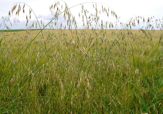 Divlji ovas - sve češći korov na našim oranicama - Agro TV