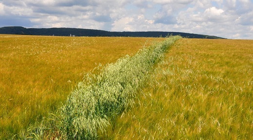 Divlji ovas - sve češći korov na našim oranicama - Agro TV