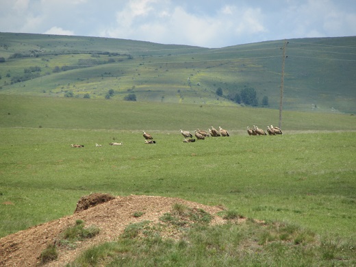 Fauna Srbije bogatija za dve vrste ptica na Pešteru - Agro TV