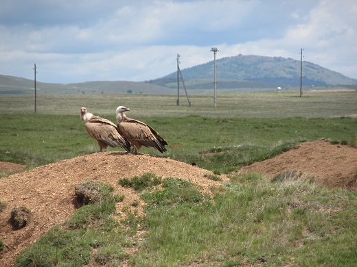 Fauna Srbije bogatija za dve vrste ptica na Pešteru - Agro TV