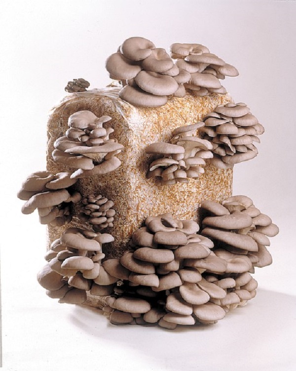 Uzgoj bukovača - Agro TV