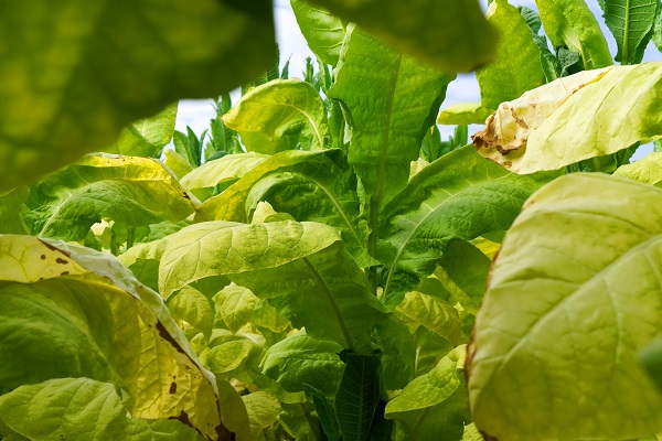 Proizvodnja duvana u Semberiji na ivici opstanka - Agro TV