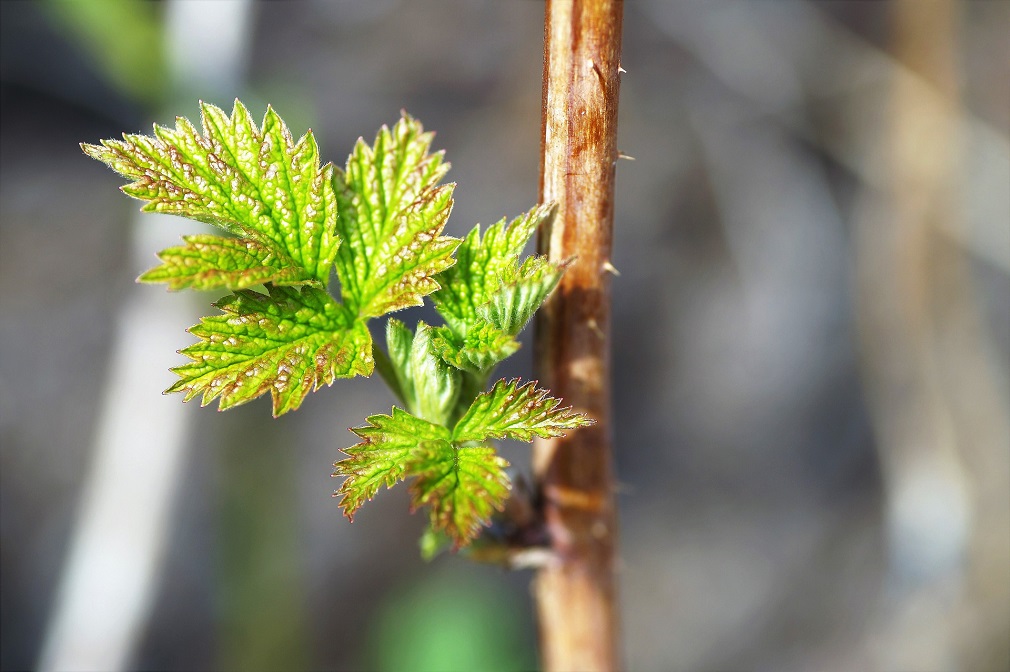 Vreme je za vezivanje lastara i prvi tretman u malinjacima - Agro TV