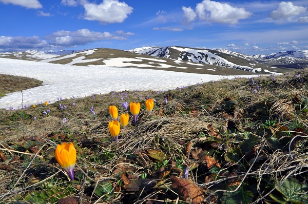 Severna Makedonija radi na formiranju nacionalnog parka „Šar-planina ...