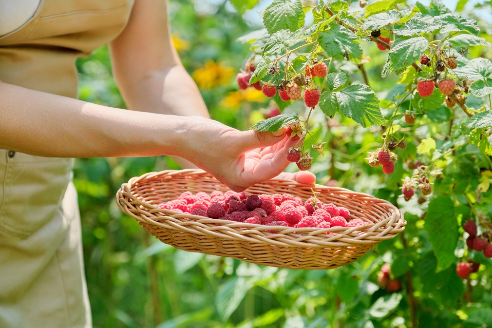 Zaštita zasada maline posle berbe - Agro TV