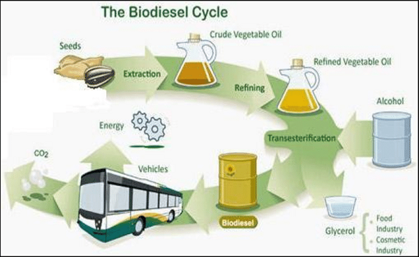 Biodizel – ekonomski isplativ i manje štetan po okolinu - Agro TV