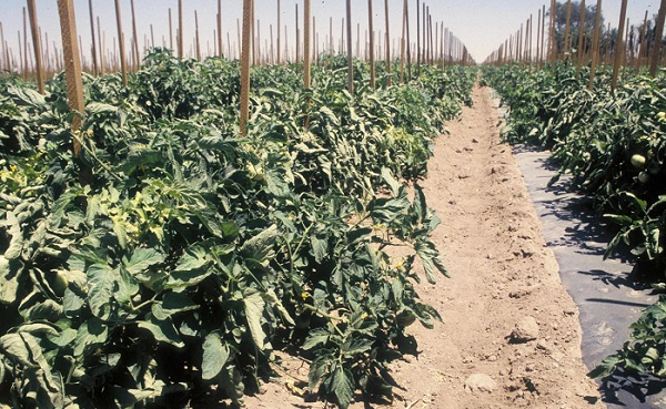 Nedostatak gvožđa u zemljištu - Agro TV