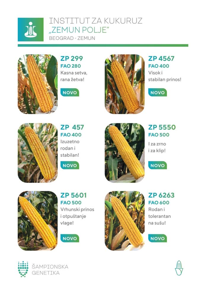 Nova generacija ZP hibrida kukuruza - Agro TV