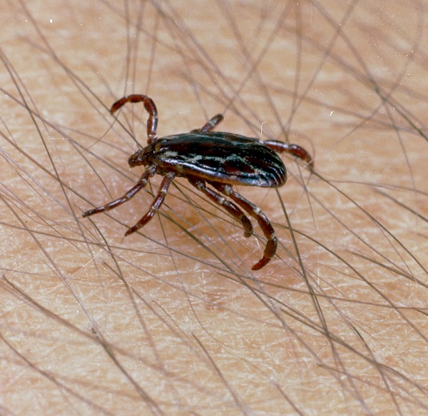 Na koji se način zaštititi od krpelja? - Agro TV