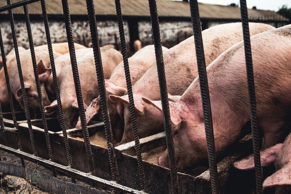 Za opstanak svinjarstva potreban dogovor odgajivača i klaničara - Agro TV