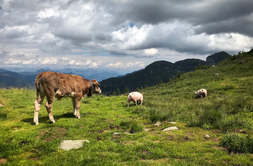 U EU i Srbiji sve manje goveda i svinja - Agro TV