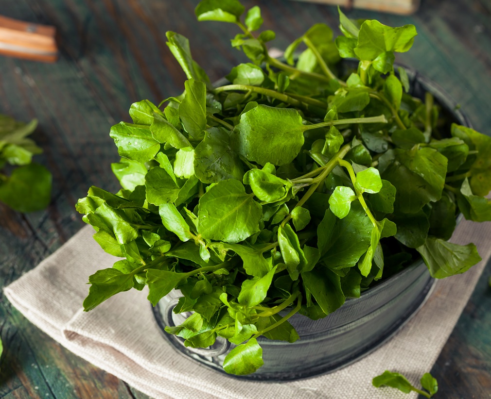 Kres salata – zdrava i laka za gajenje - Agro TV