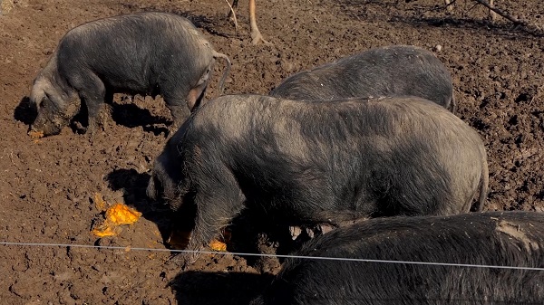 Šta su prednosti uzgoja autohtonih rasa svinja? - Agro TV