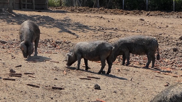 Šta su prednosti uzgoja autohtonih rasa svinja? - Agro TV