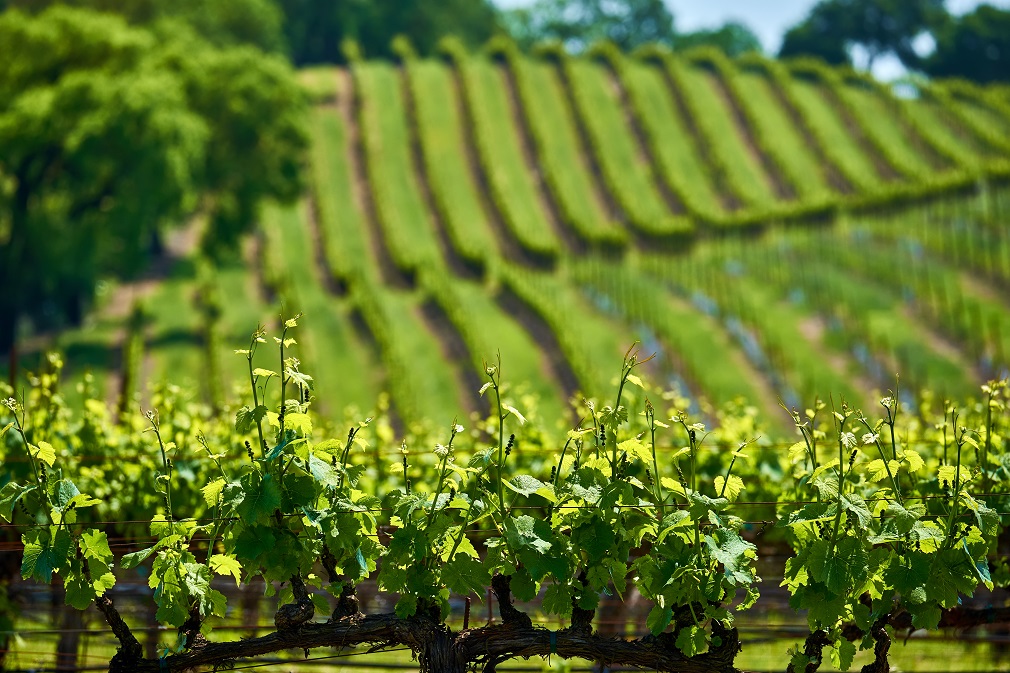Kritičan period u zaštiti vinove loze - Agro TV