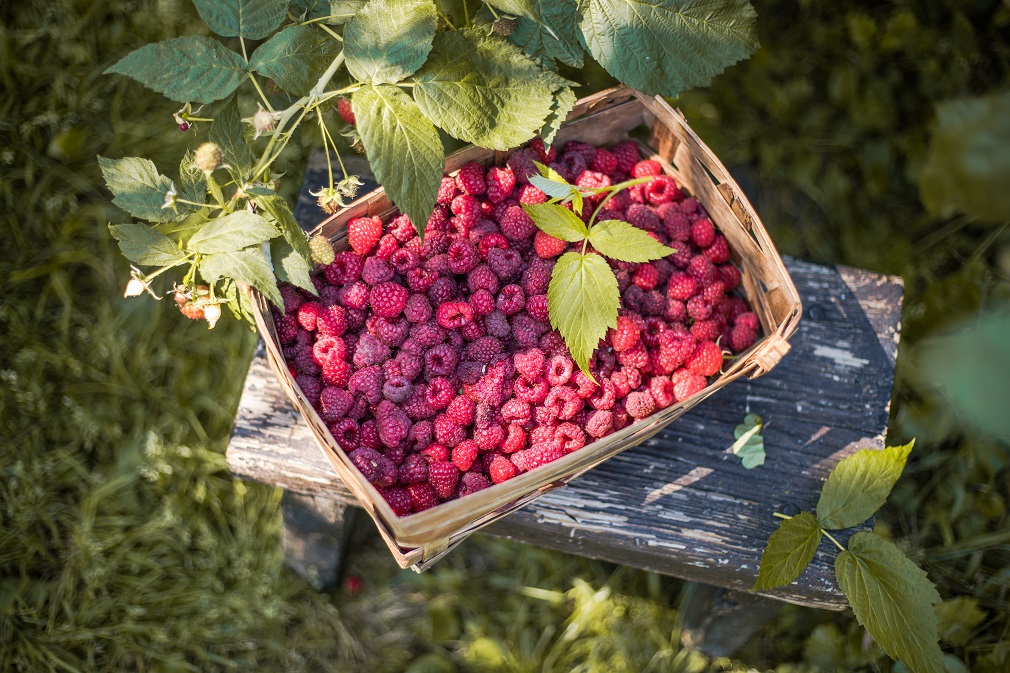 Proizvođači u Republici Srpskoj dižu ruke od maline - Agro TV