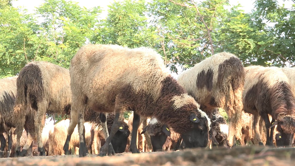 Lipska ovca – jedna od najmlečnijih sojeva pramenke (6) - Agro TV
