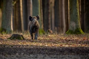 Divlja svinja – inteligentna, neustrašiva i omiljena divljač svakog ...