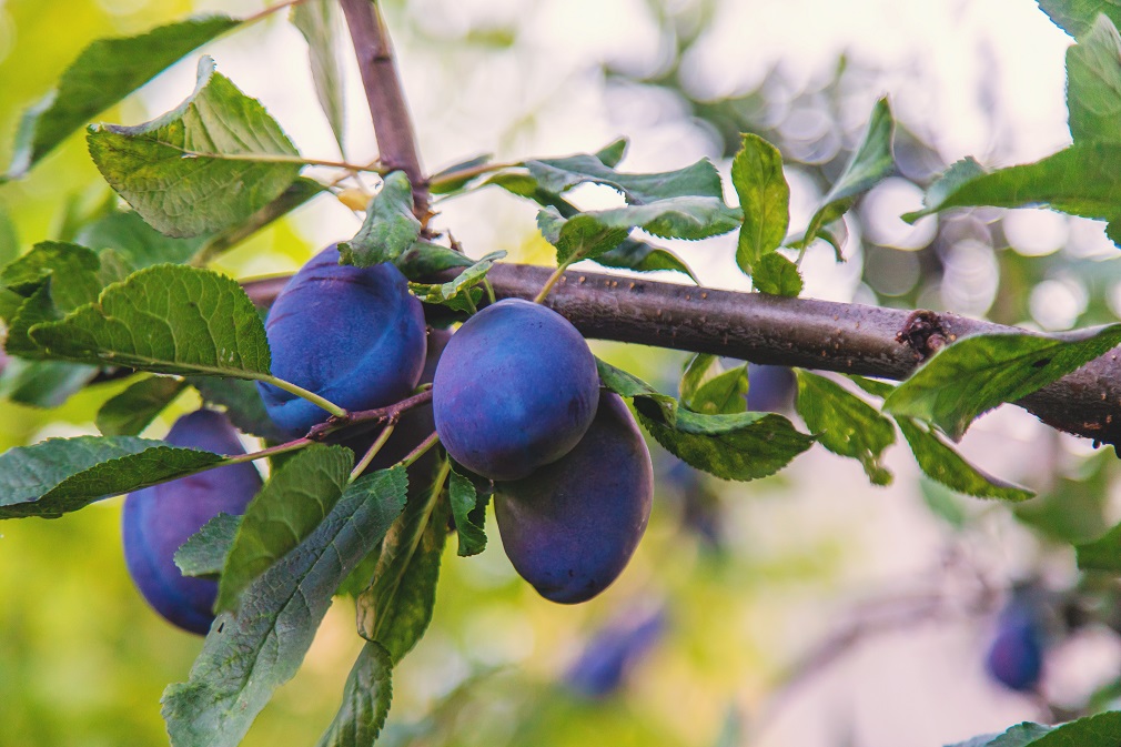U Topličkom okrugu podbacio rod šljiva - Agro TV